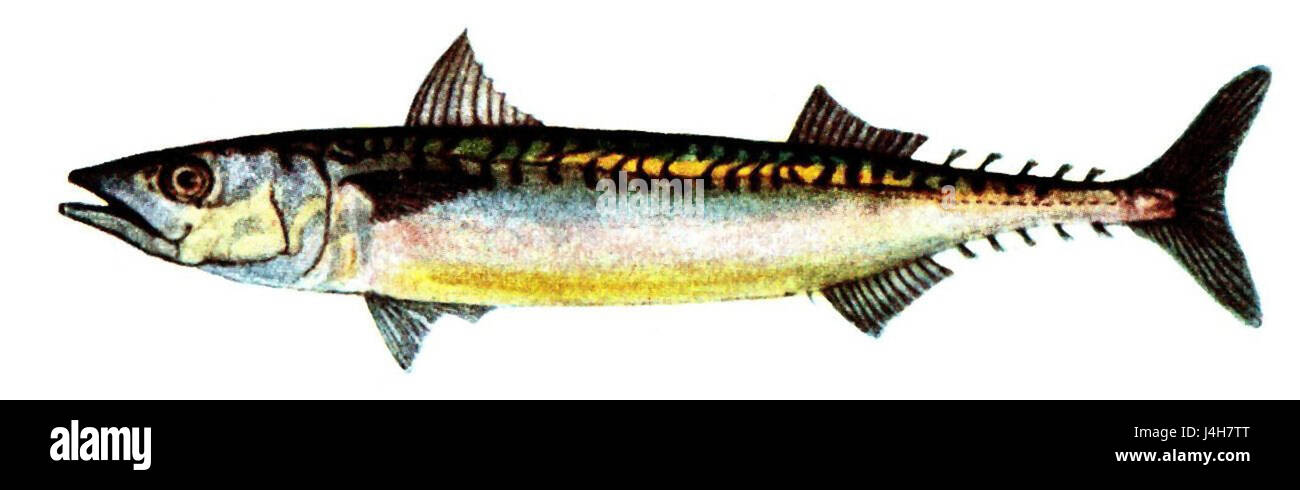 Mackerel fishing north sea hi-res stock photography and images - Alamy