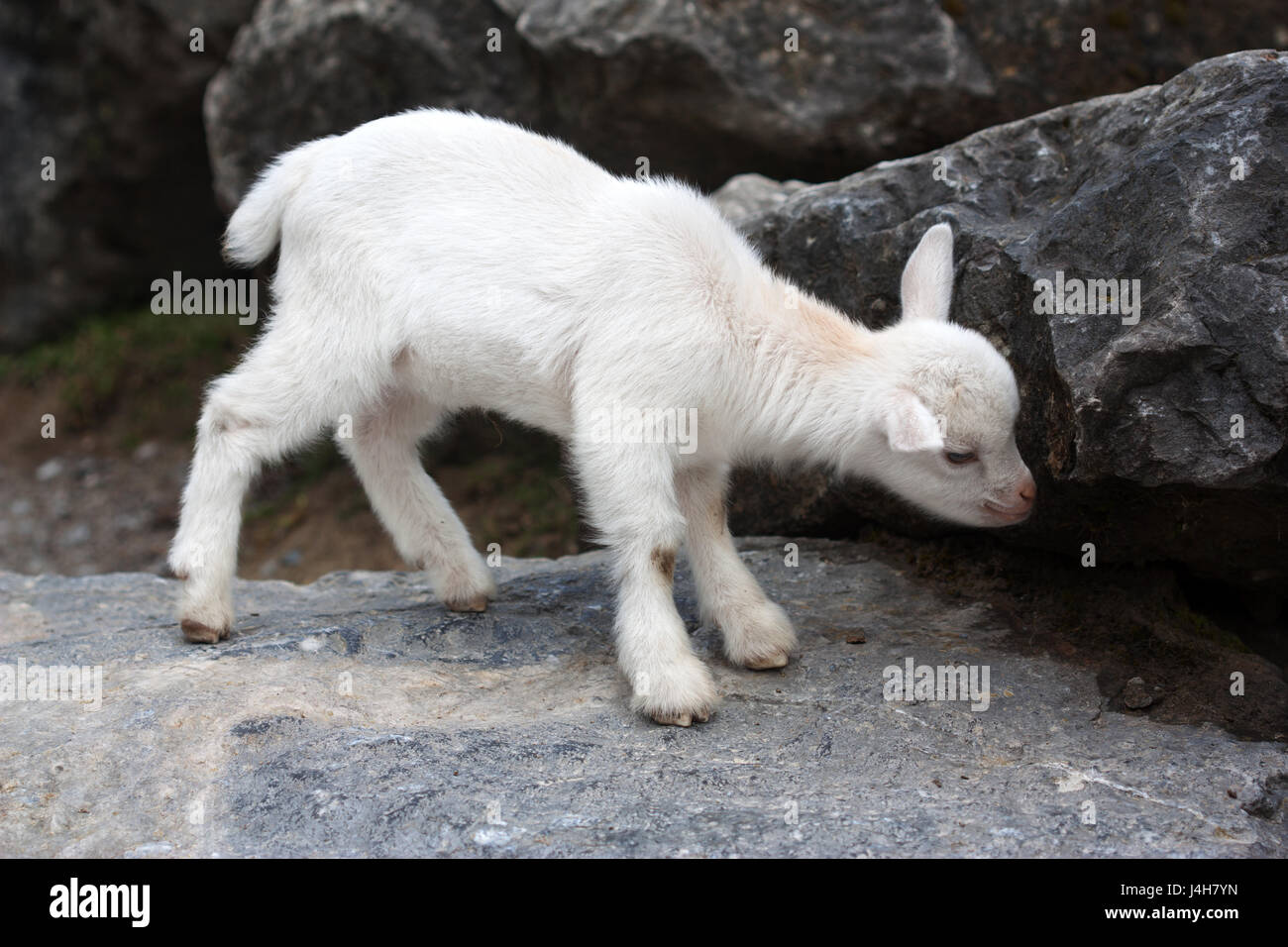 Young white baby goat among grey rocks Stock Photo - Alamy