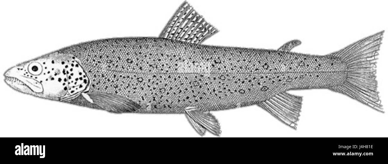 Salmo map hi-res stock photography and images - Alamy