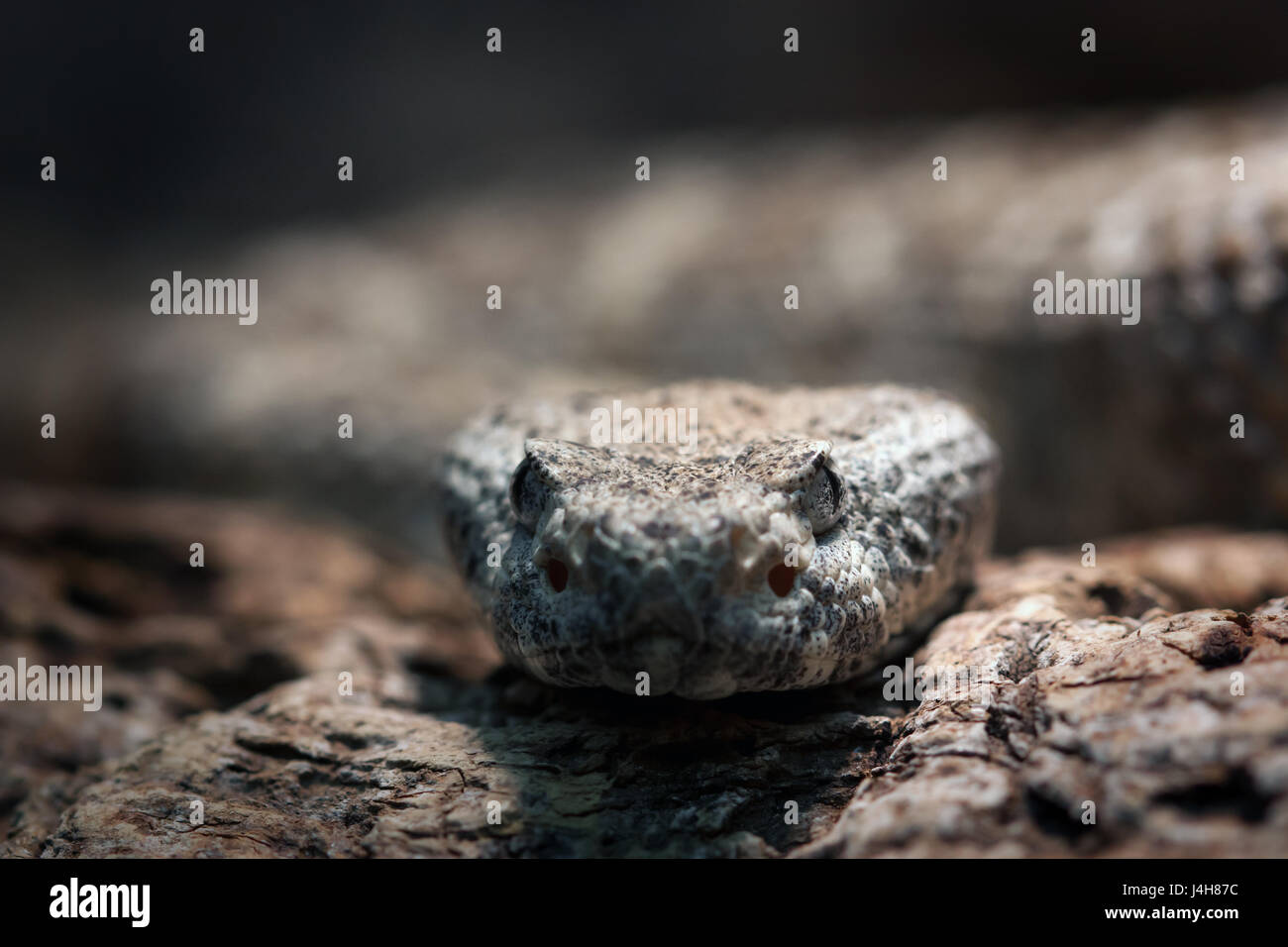 Panamint rattlesnake crotalus stephensi hi-res stock photography and ...