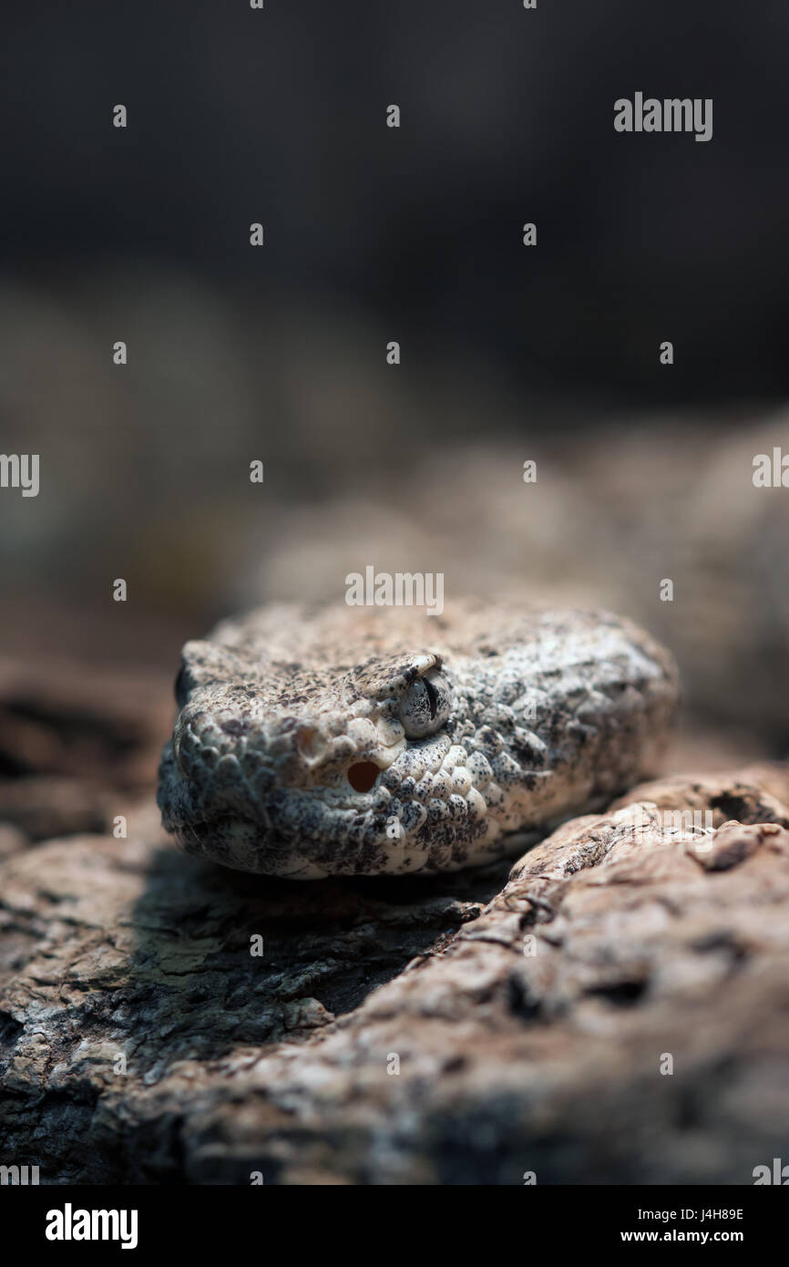 Panamint rattlesnake crotalus stephensi hi-res stock photography and ...