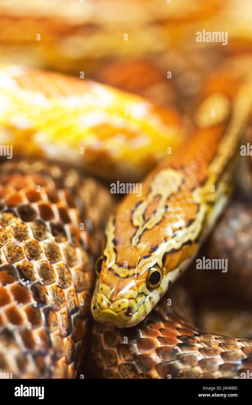 Corn Snake (Pantherophis guttatus Stock Photo - Alamy