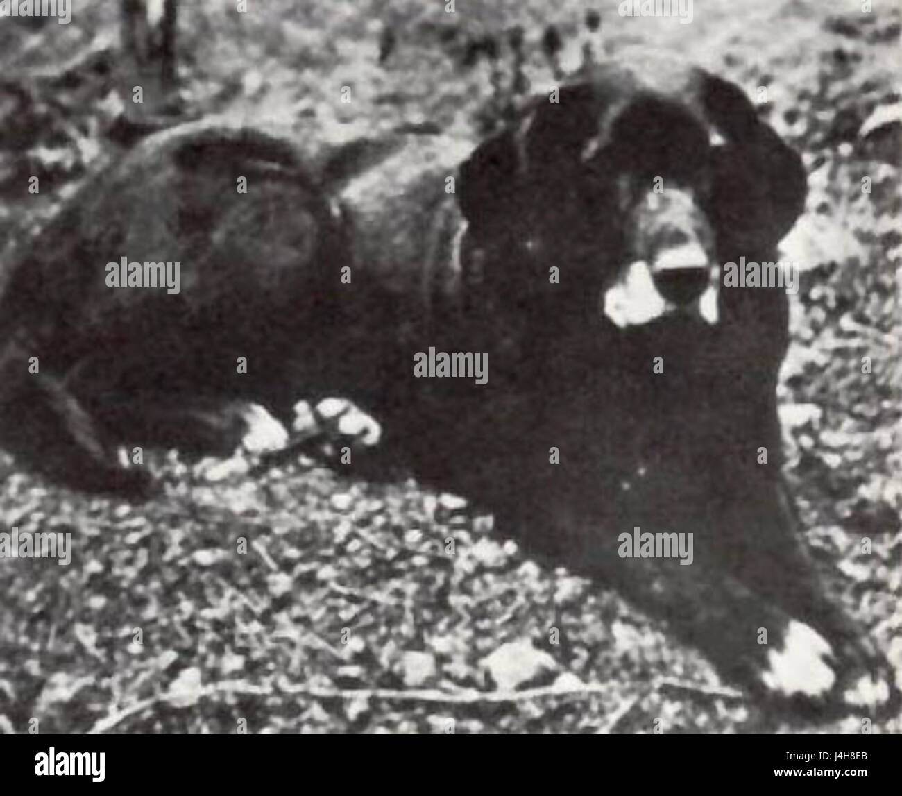 St johns dog hi-res stock photography and images - Alamy