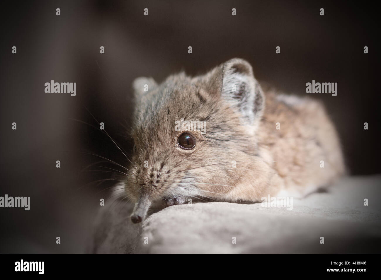 Elephant Shrew Short Eared High Resolution Stock Photography and Images ...