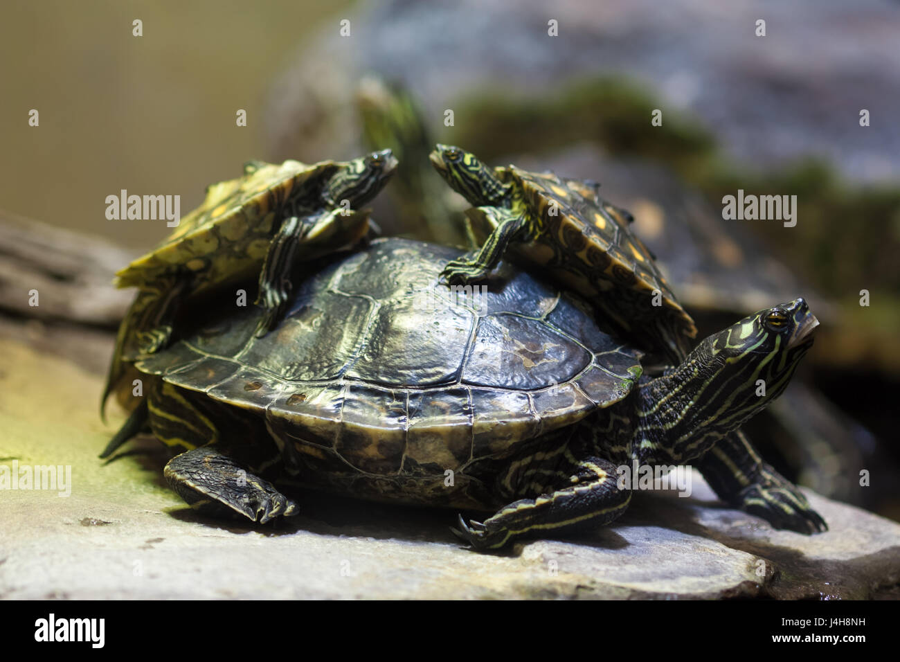 Yellow-blotched map turtles (Graptemys flavimaculata Stock Photo - Alamy