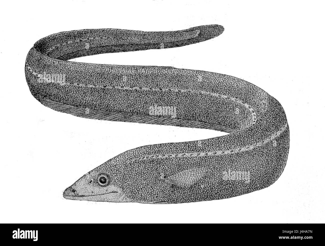 Synaphobranchus brevidorsalis hi-res stock photography and images - Alamy