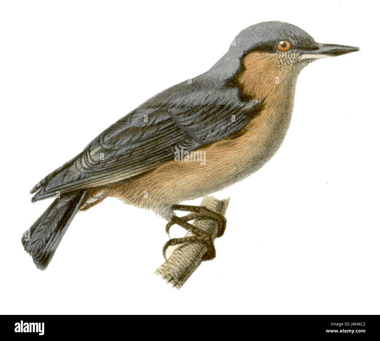 Feeds primarily on insects hi-res stock photography and images - Alamy