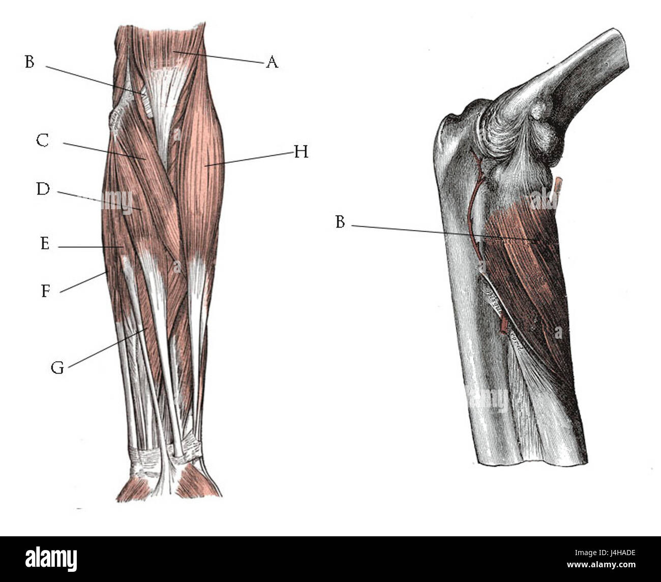 Forearm bones hi-res stock photography and images - Alamy
