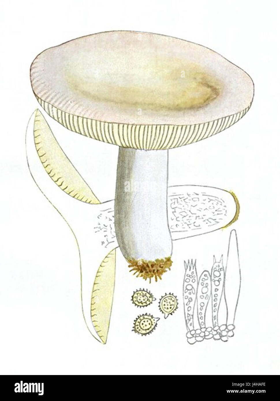 Russula alutacea Cut Out Stock Images & Pictures - Alamy