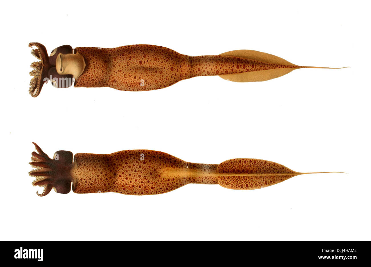 Taonius pavo, also known as the peacock mantis shrimp, is a species of ...