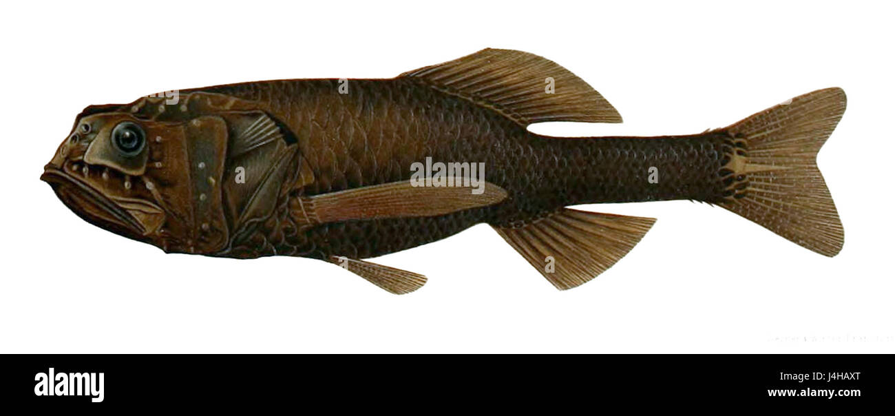 Scopeloberyx robustus hi-res stock photography and images - Alamy