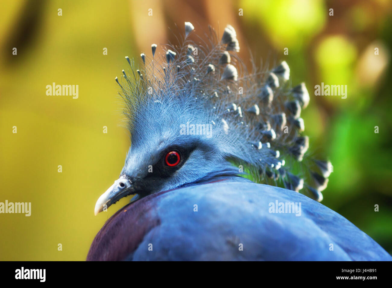 Portrait of a Victoria Crowned Pigeon (Goura victoria Stock Photo - Alamy