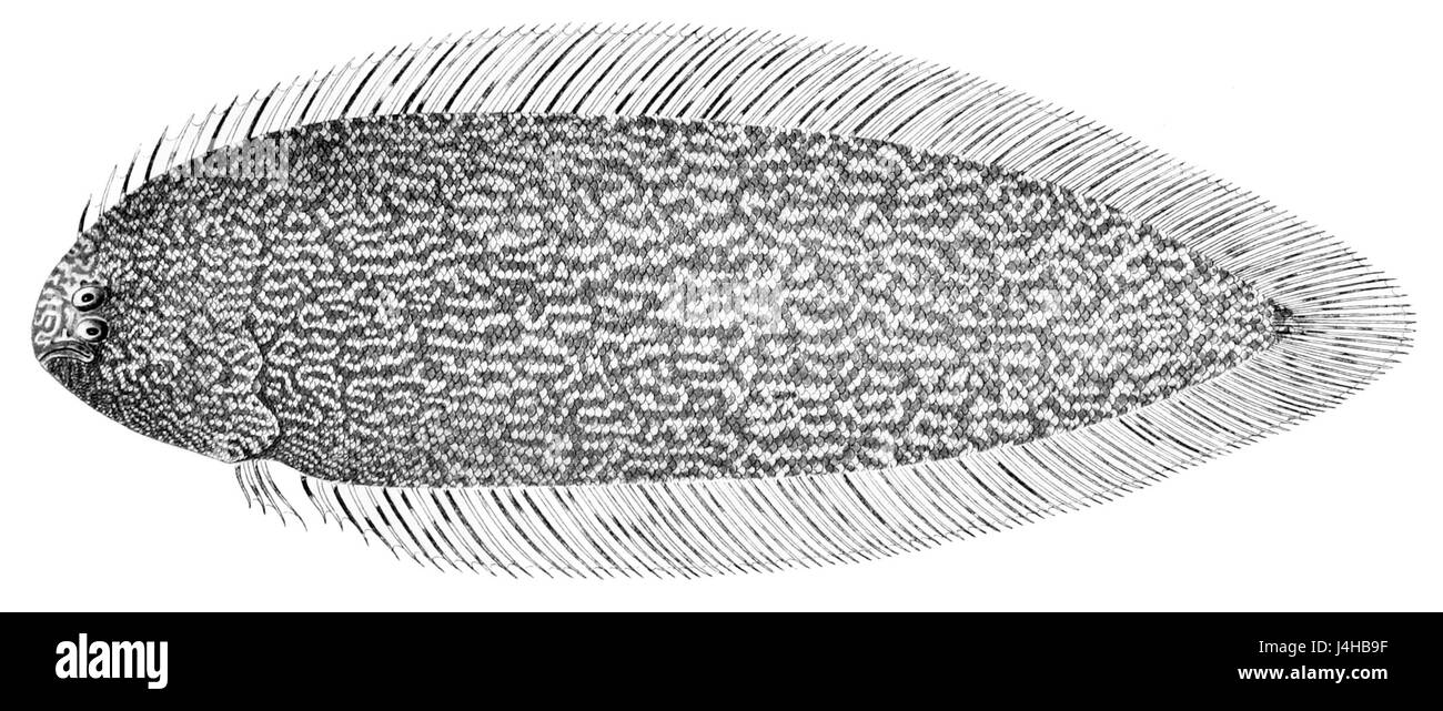 Species symphurus undatus hi-res stock photography and images - Alamy