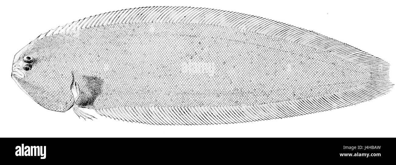 Symphurus hi-res stock photography and images - Alamy