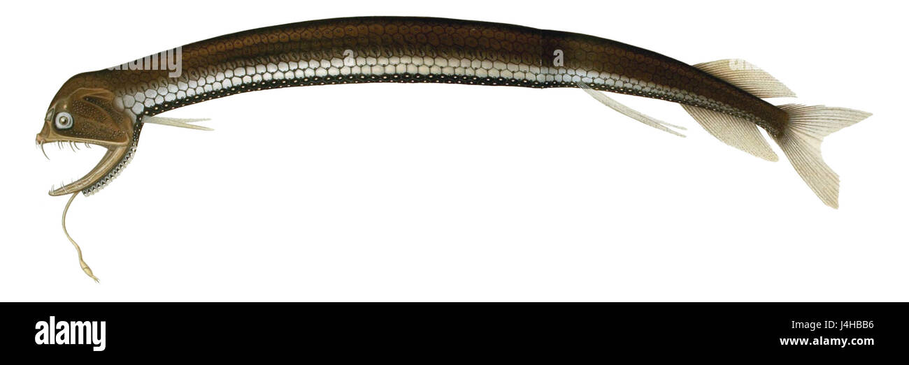 Stomias boa is a species of deep-sea fish in the family Stomiidae ...