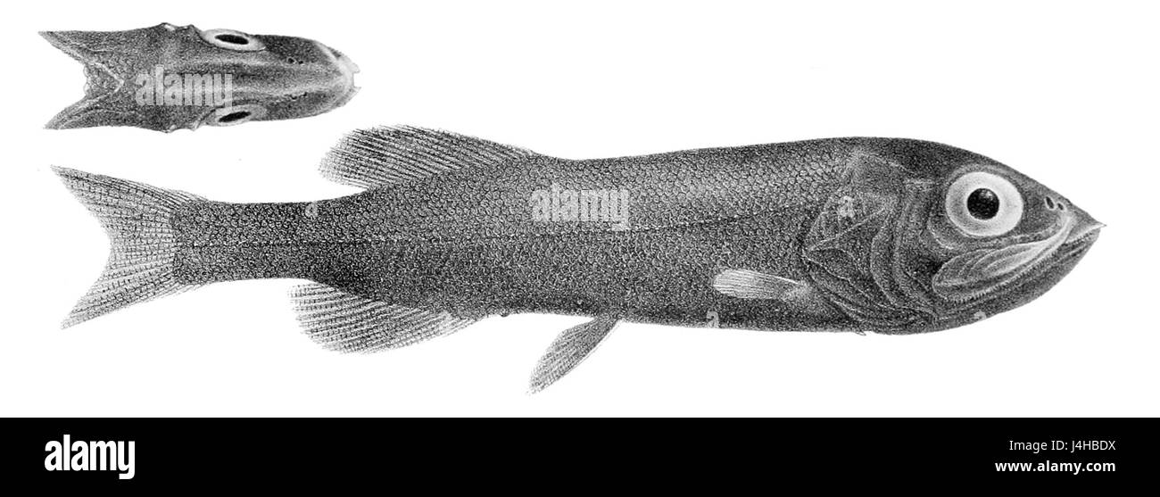 Biodiversity south africa Cut Out Stock Images & Pictures - Alamy