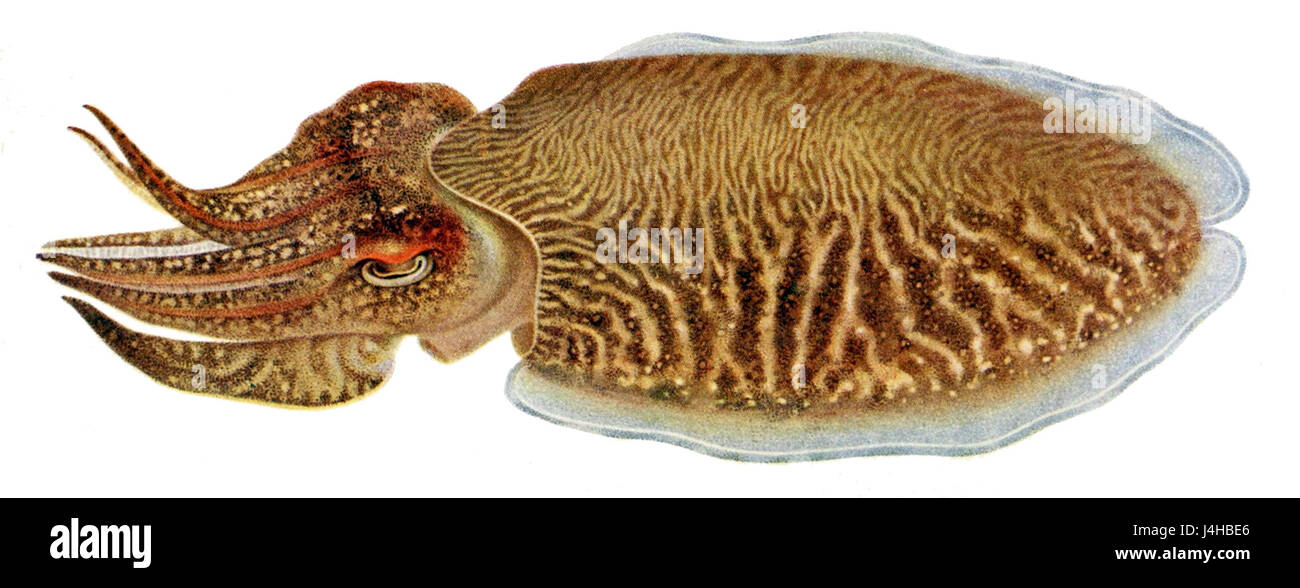 Sepia officinalis is the scientific name for the common cuttlefish, a ...