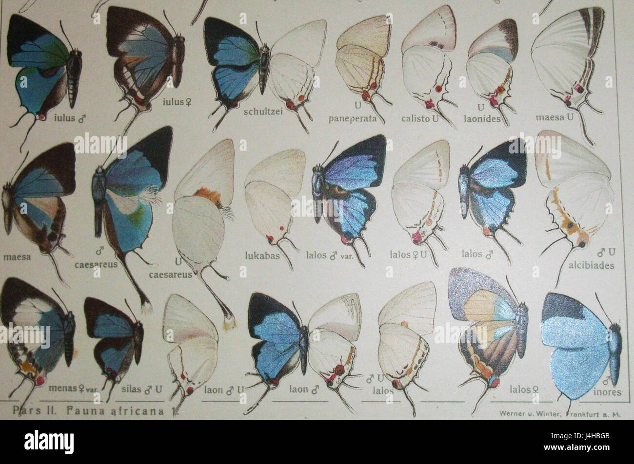 Seitz Fauna Africana is a reference to a comprehensive work documenting ...