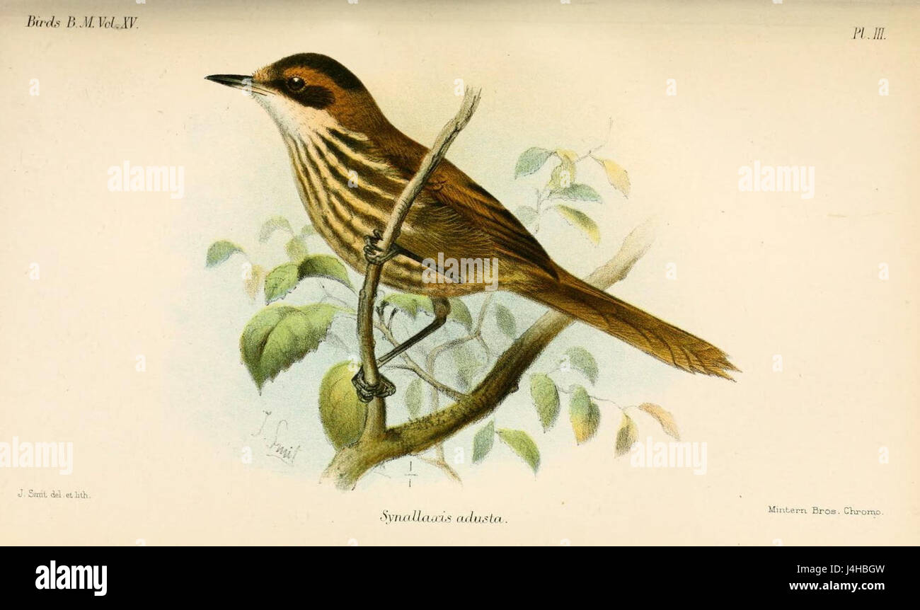 Dusky spinetail hi-res stock photography and images - Alamy