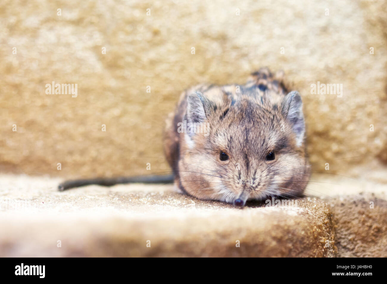 Close-up of a Round-eared sengi (Macroscelides proboscideus Stock Photo ...