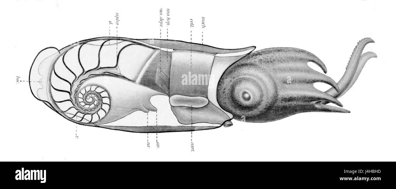 Squid anatomy hi-res stock photography and images - Alamy