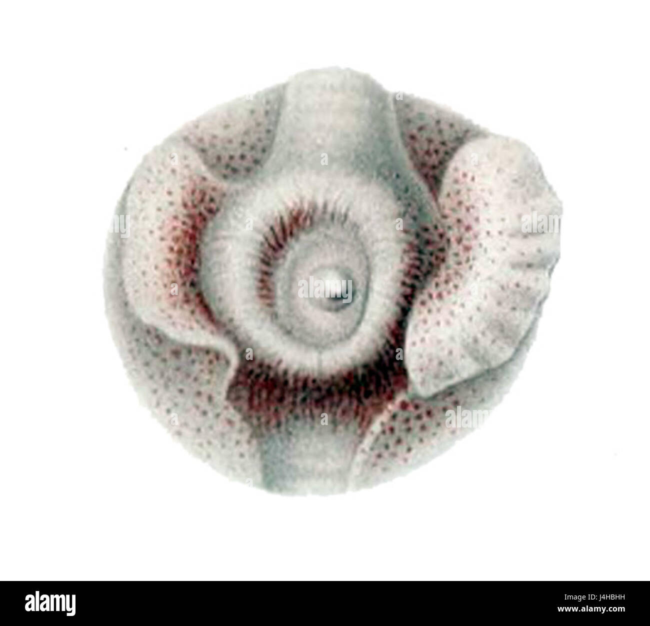 Shell taxonomy Cut Out Stock Images & Pictures - Alamy