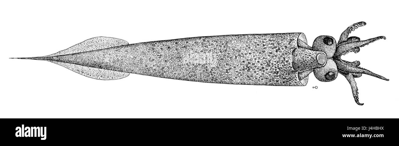 Taonius borealis hi-res stock photography and images - Alamy