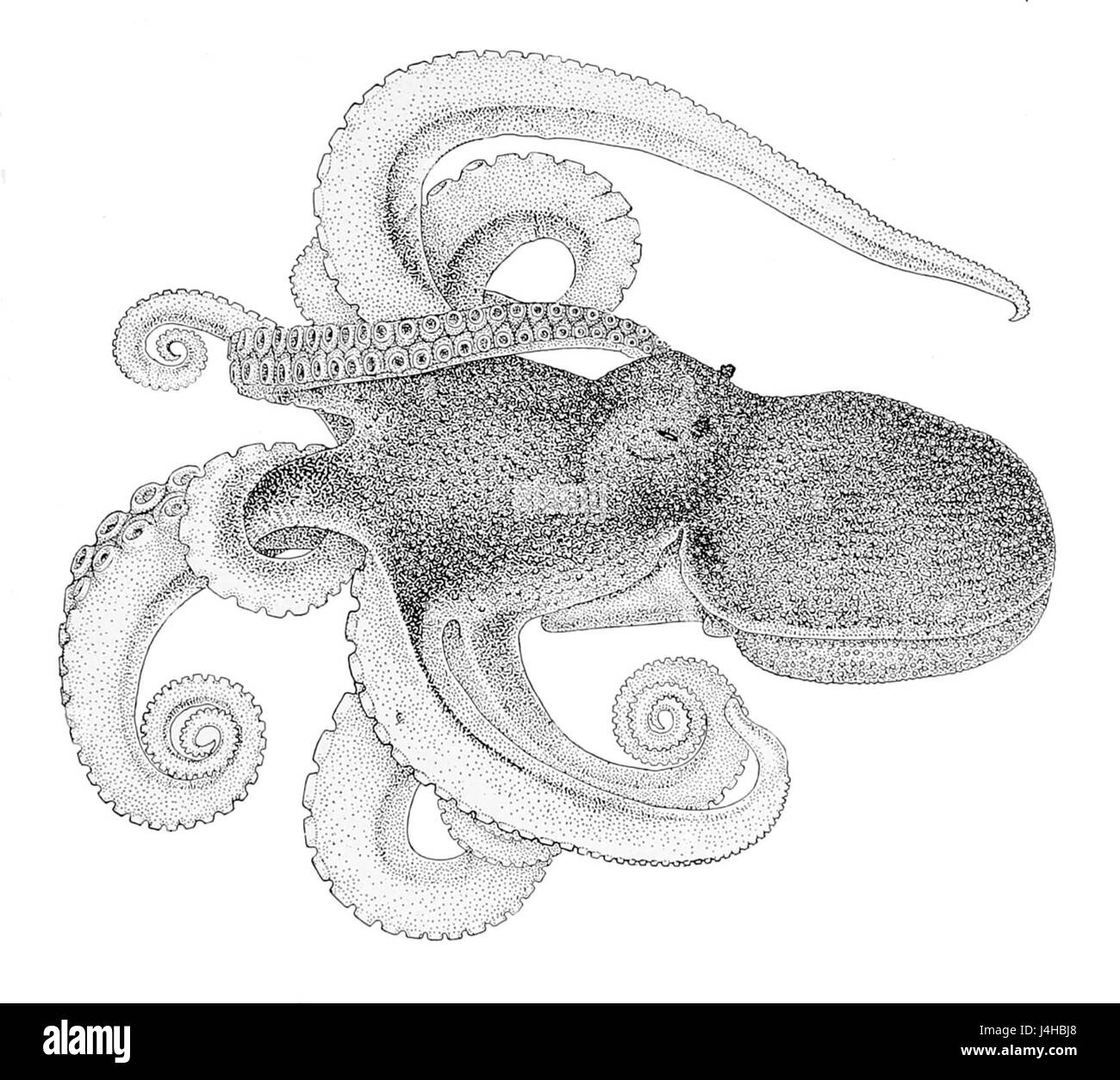 Insect biodiversity survey Black and White Stock Photos & Images - Alamy