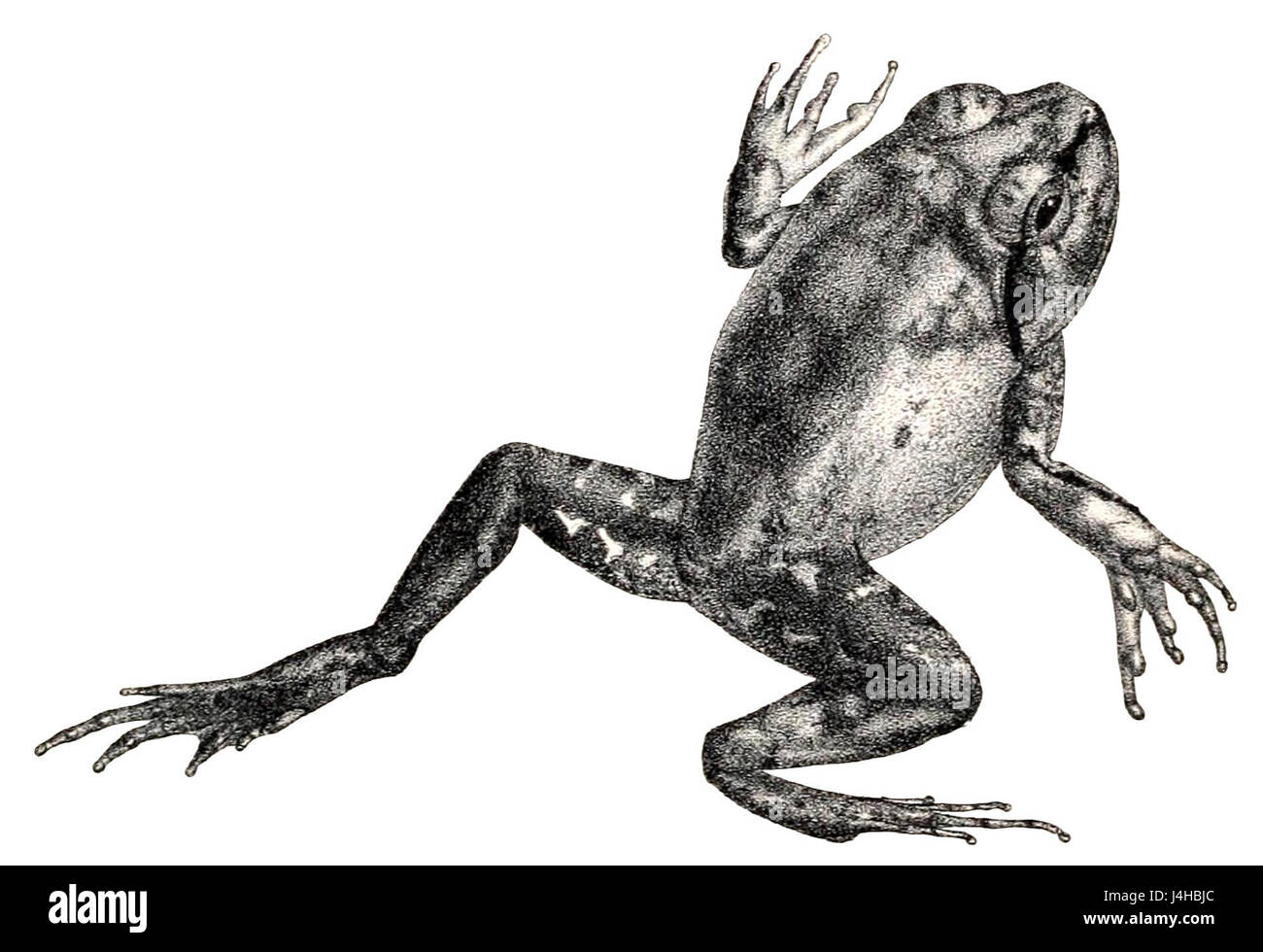 Sphaerotheca hi-res stock photography and images - Alamy