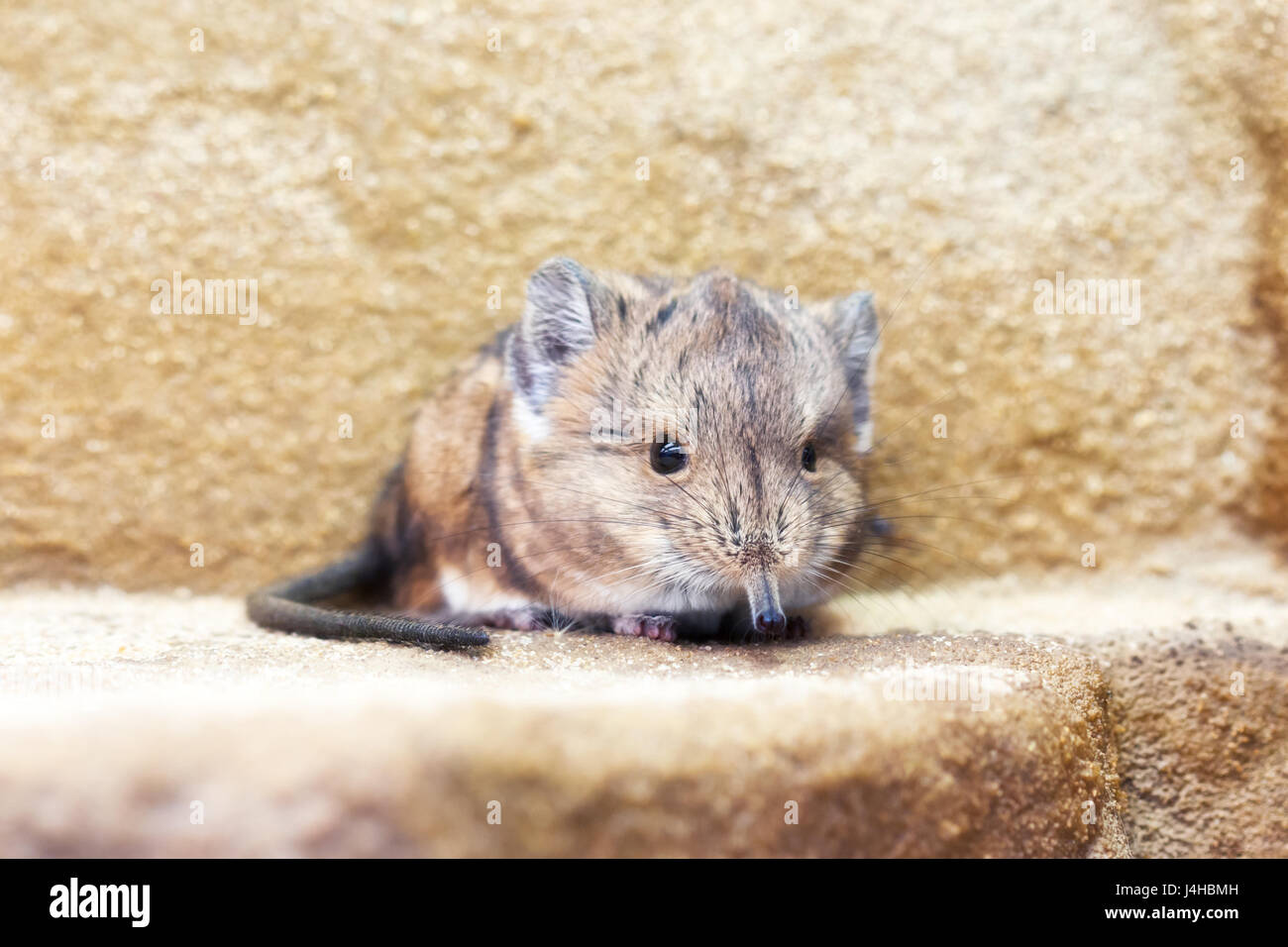 Round eared sengi hi-res stock photography and images - Alamy