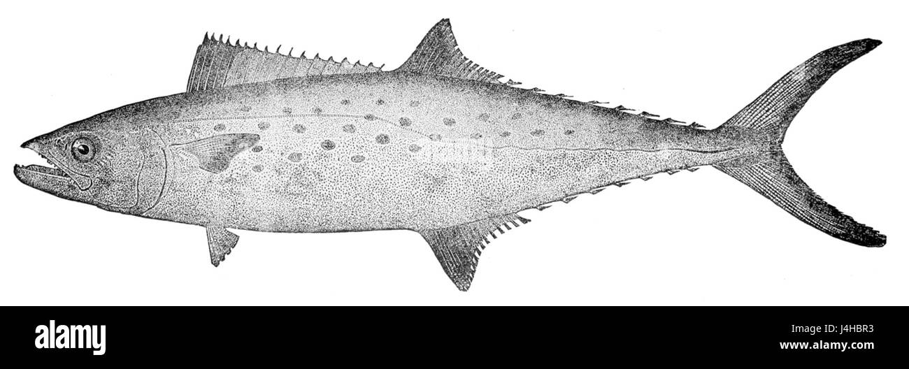 Atlantic mackerel fish Black and White Stock Photos & Images - Alamy