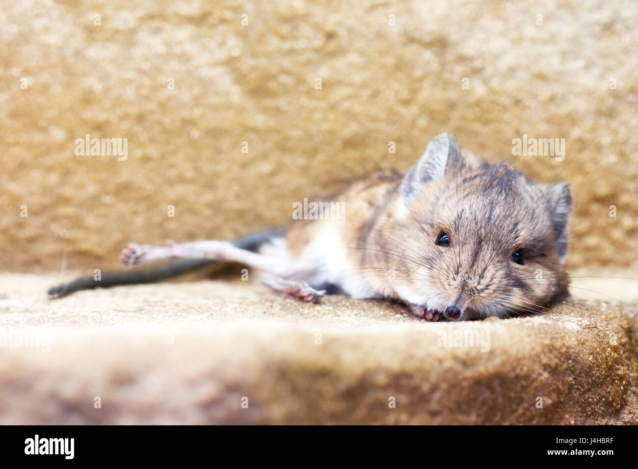 Close-up of a Round-eared sengi (Macroscelides proboscideus Stock Photo ...
