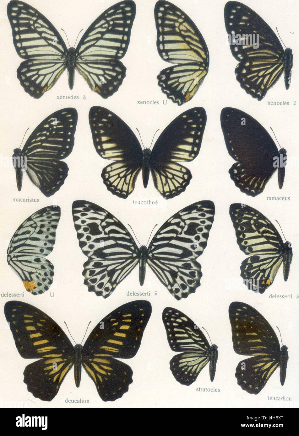 Seitz9FaunaIndoAustralicaPlate47 illustrates species from the Indo ...