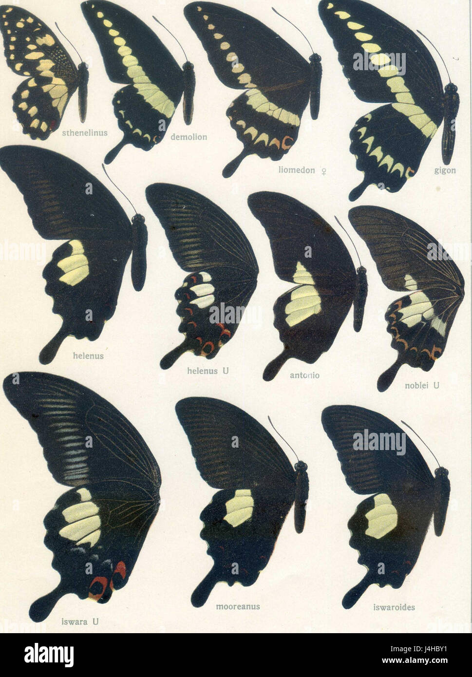 The plate from Seitzâ€™s 'Fauna Indo-Australica' illustrates species ...