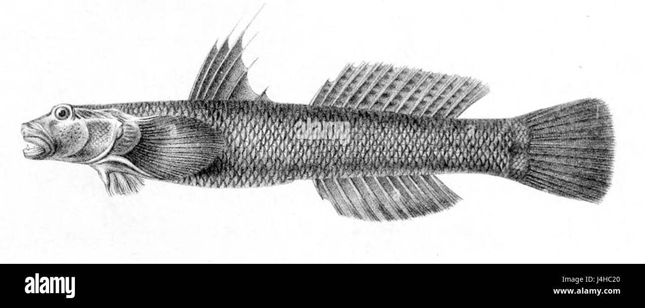 Goby anatomy Black and White Stock Photos & Images - Alamy