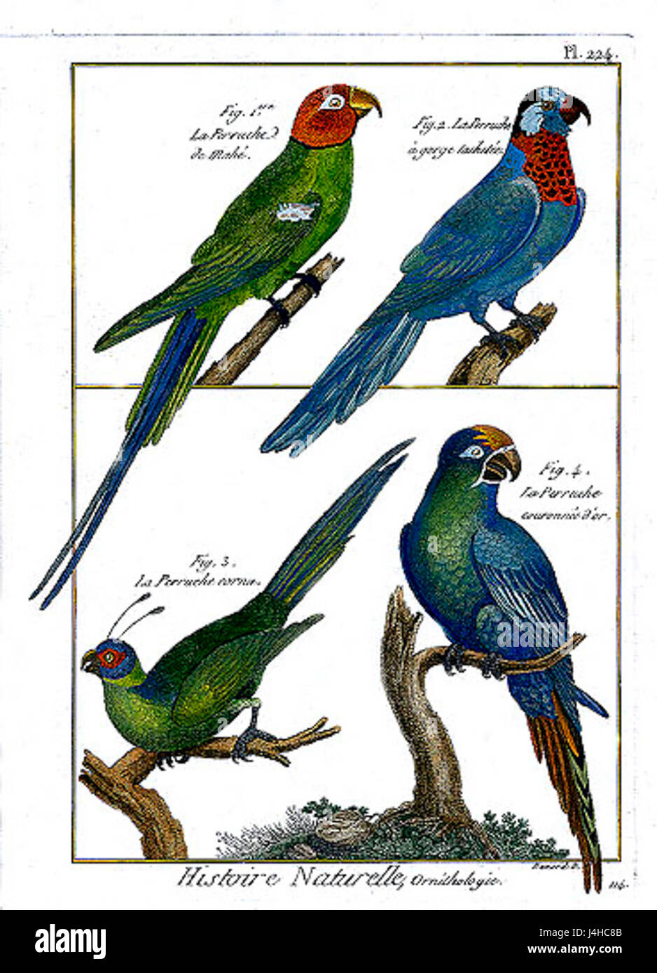 Seychelles parakeet Cut Out Stock Images & Pictures - Alamy