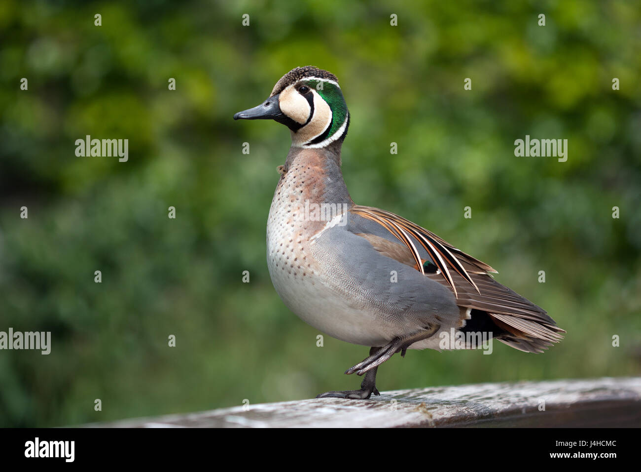 Baikal teal duck hi-res stock photography and images - Alamy
