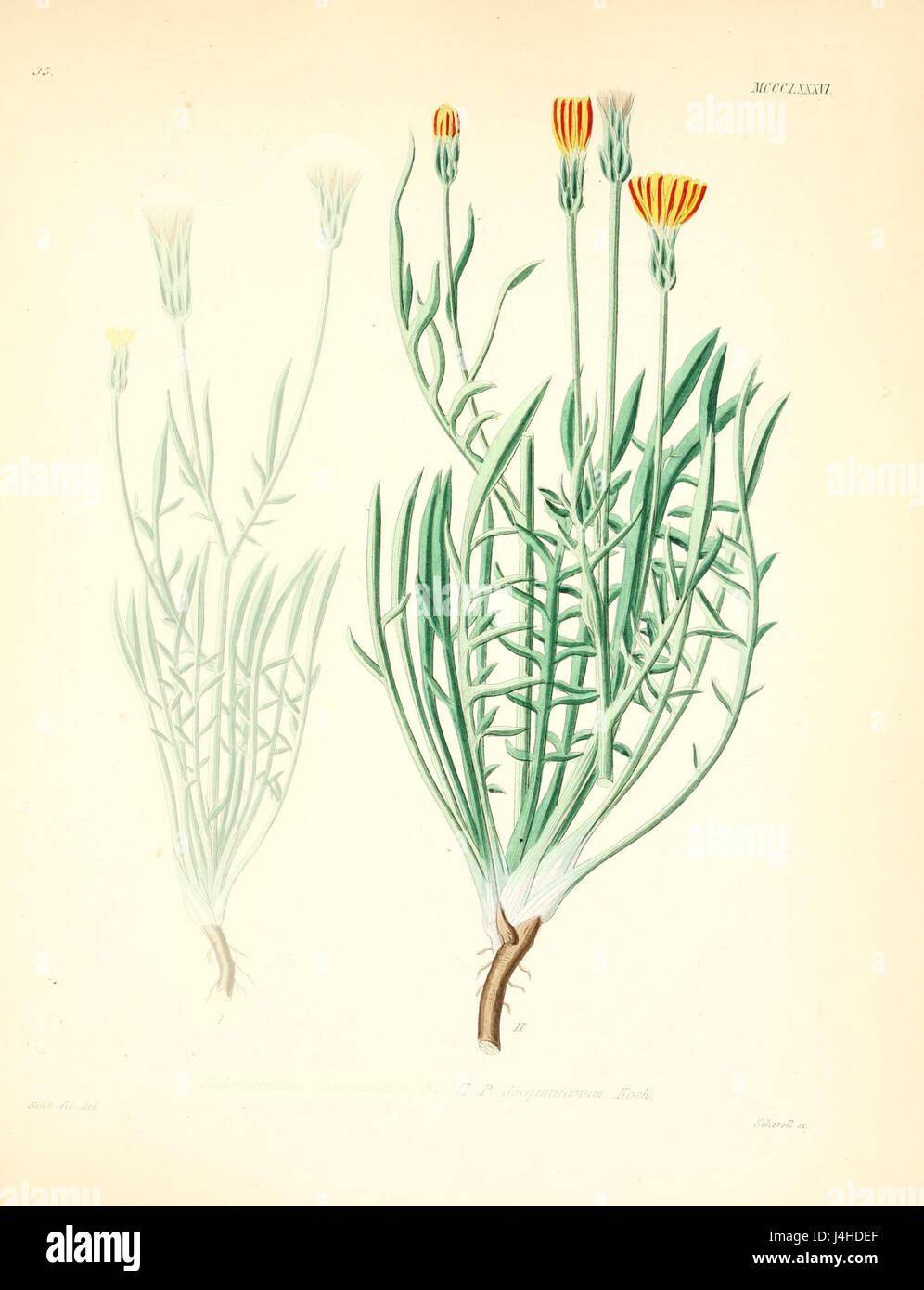 Scorzonera cana hi-res stock photography and images - Alamy