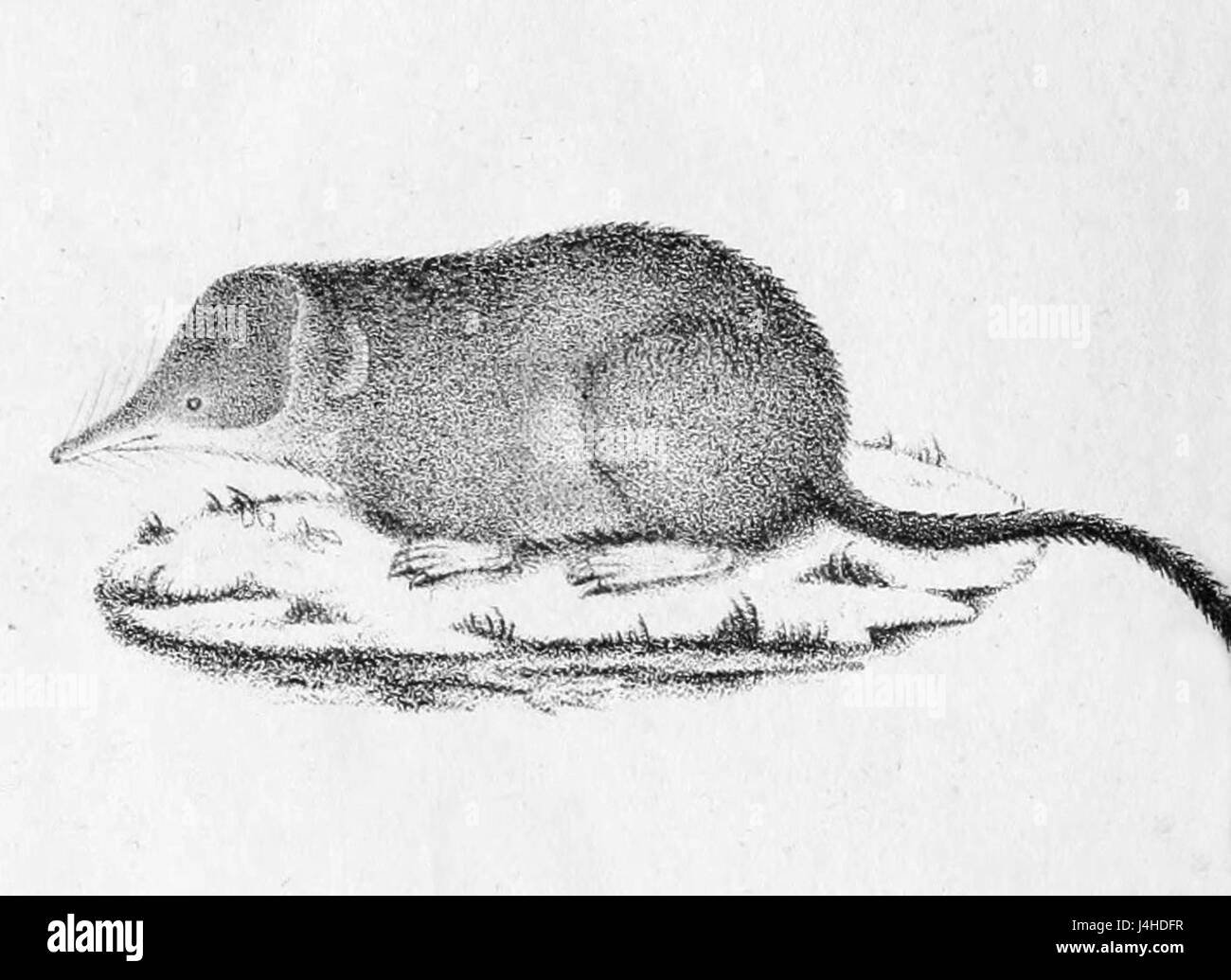 Sorex coronatus hi-res stock photography and images - Alamy