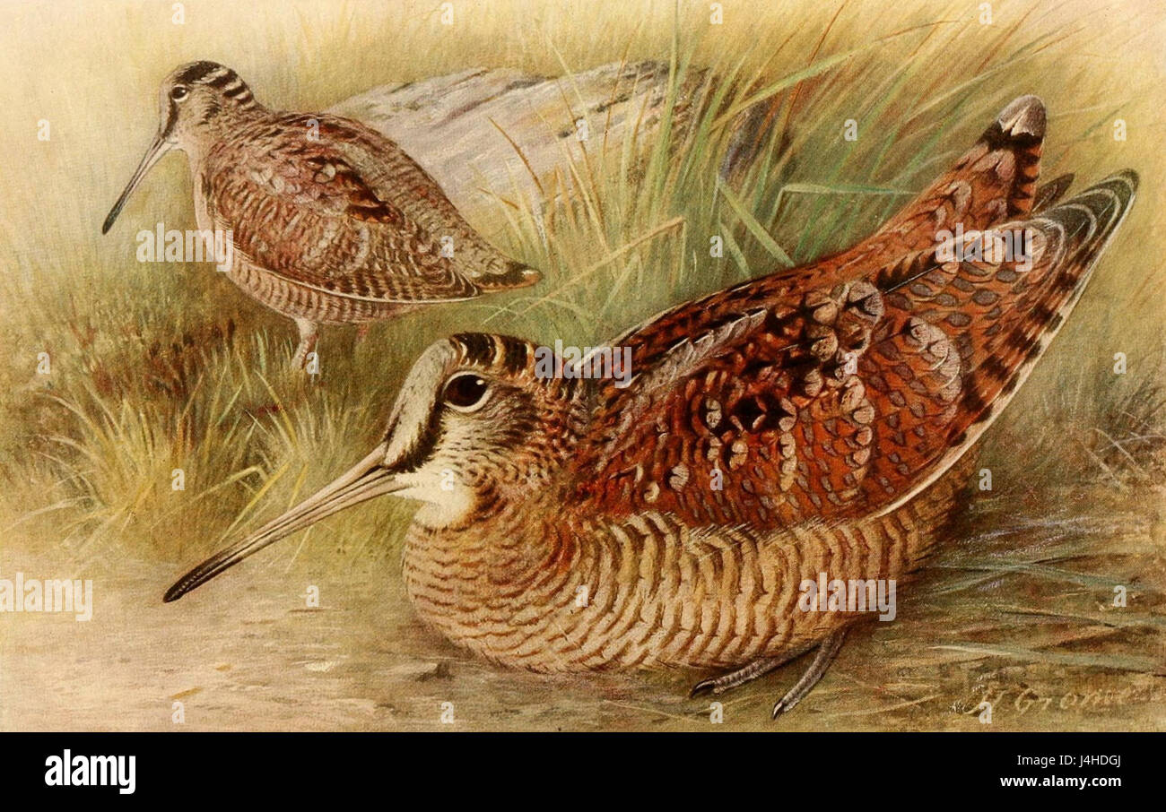 Scolopax rusticola 1921 Stock Photo - Alamy