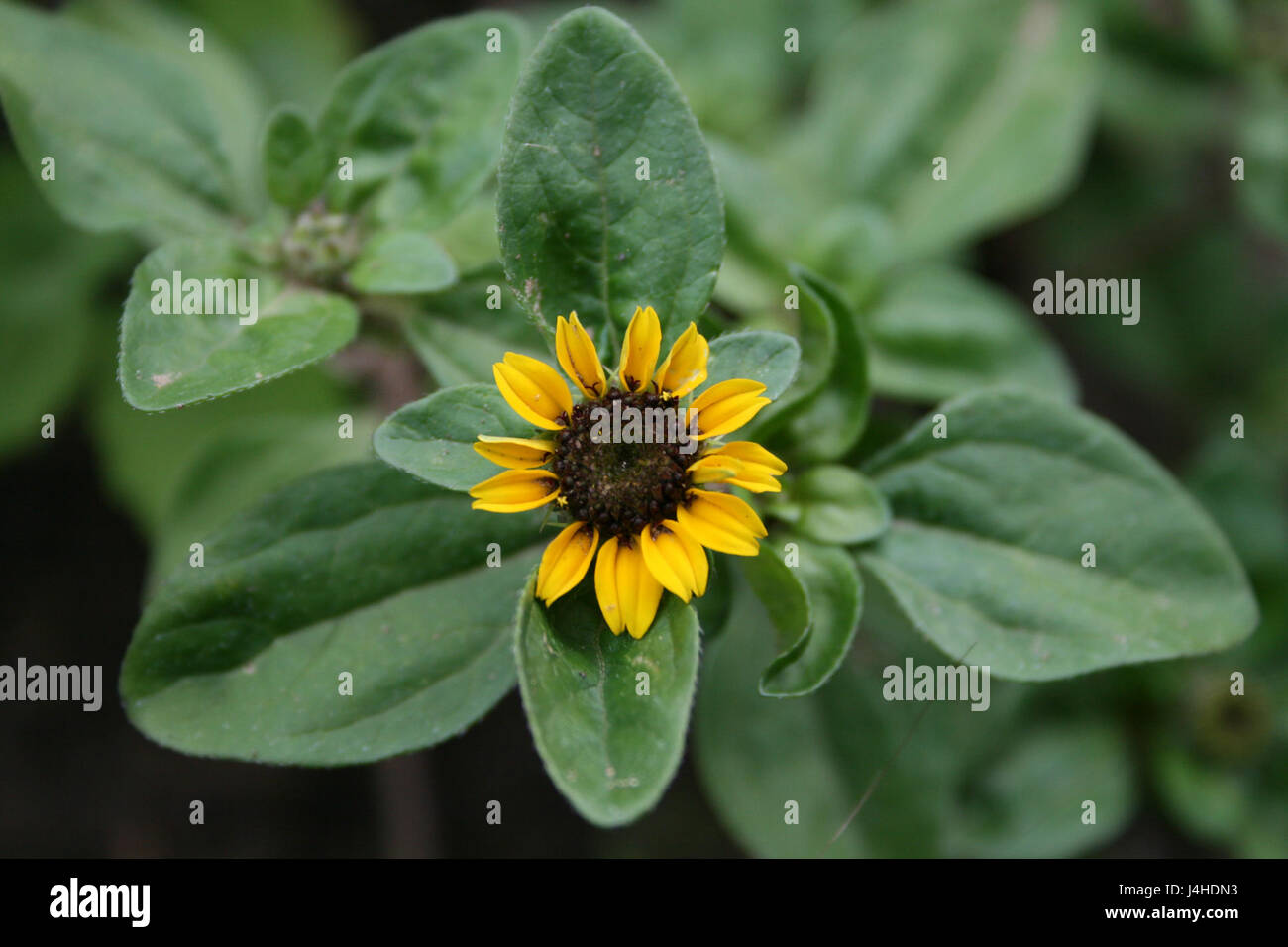 Sanvitalia procumbens, commonly known as creeping zinnia, is a ...