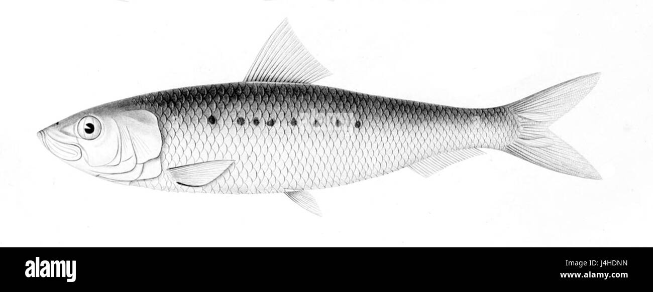 Sardinops hi-res stock photography and images - Alamy