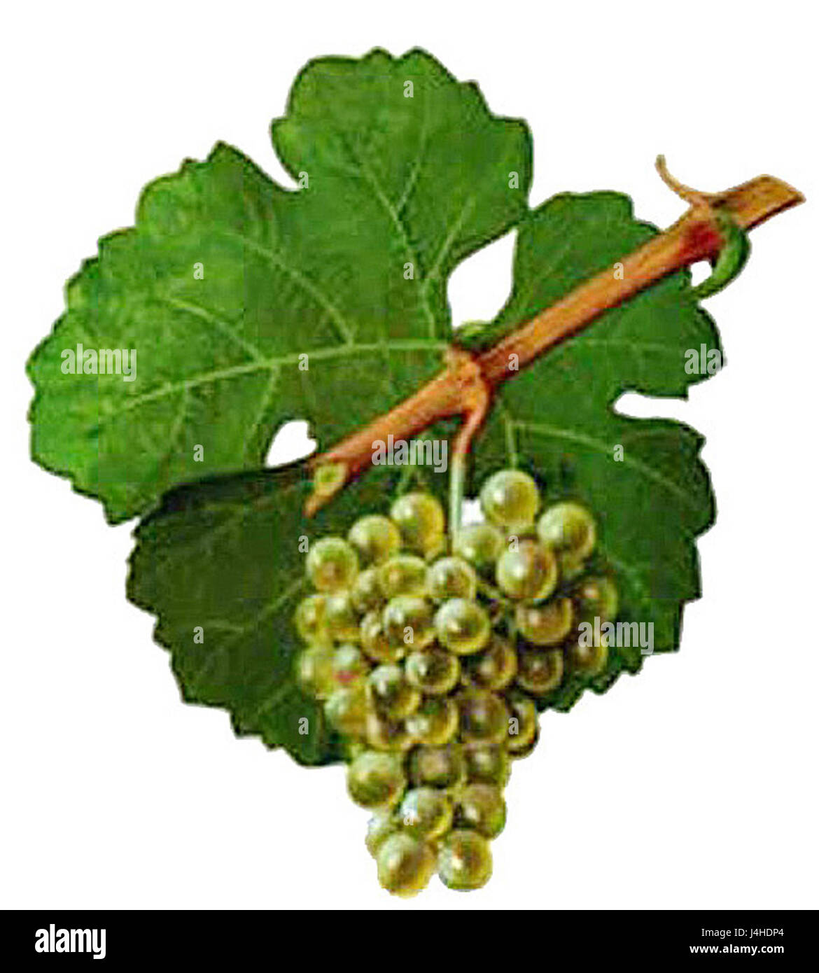 The 'Sylvaner' grape variety, detailed by Viala et Vermorel in their ...