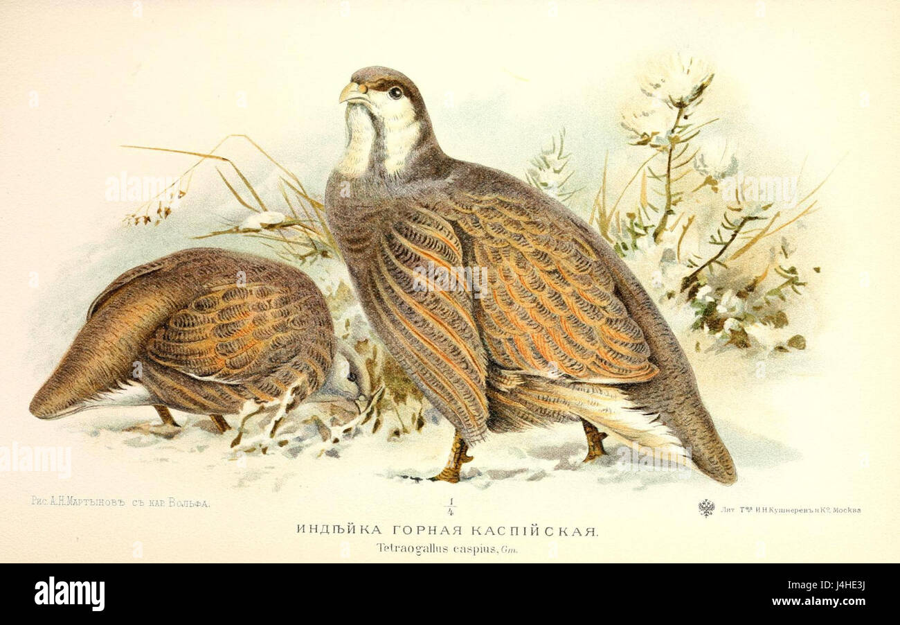 Caspius hi-res stock photography and images - Alamy