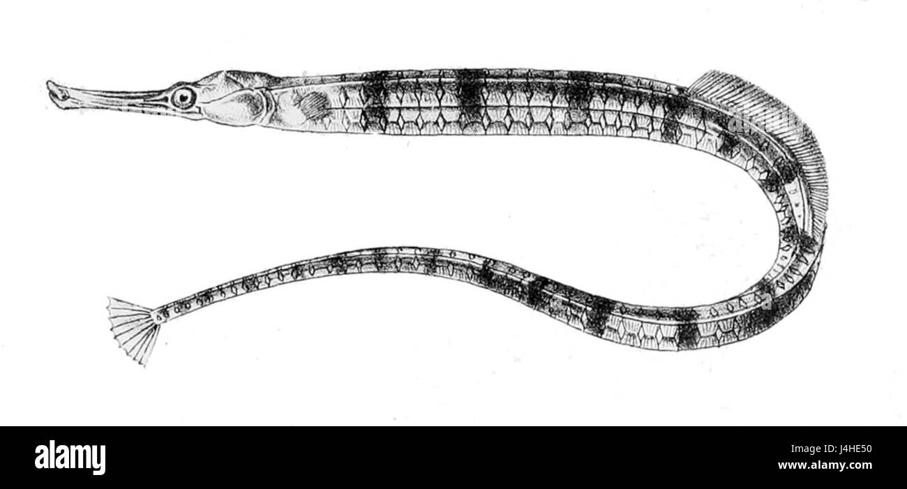 Taxonomy key Cut Out Stock Images & Pictures - Alamy