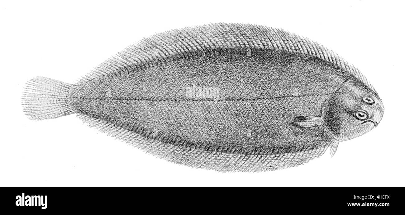 Atlantic sole fish Cut Out Stock Images & Pictures - Alamy