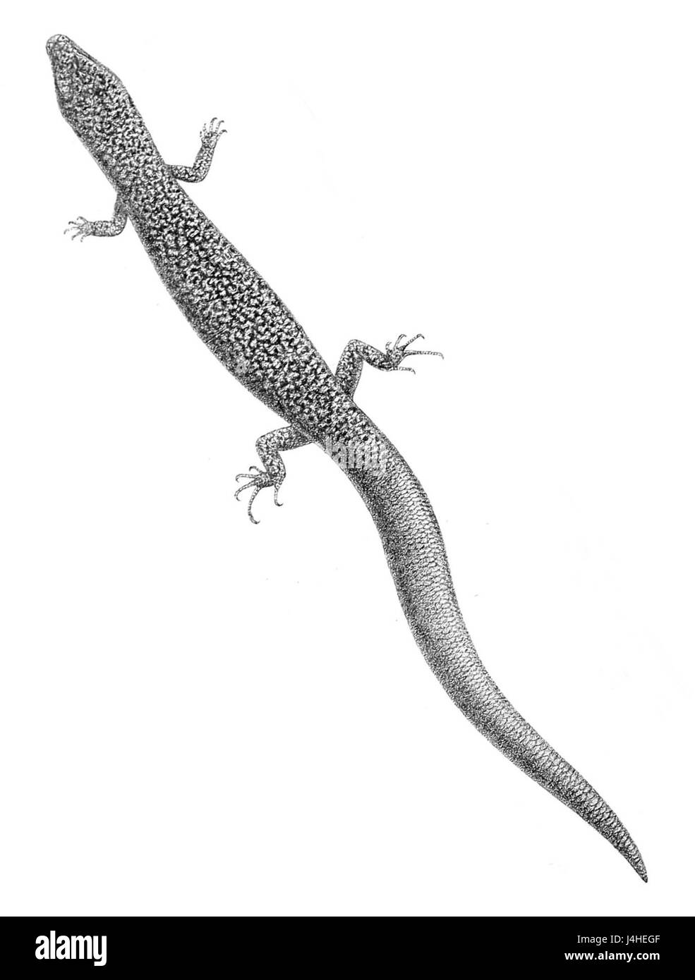 Sphenomorphus loriae hi-res stock photography and images - Alamy