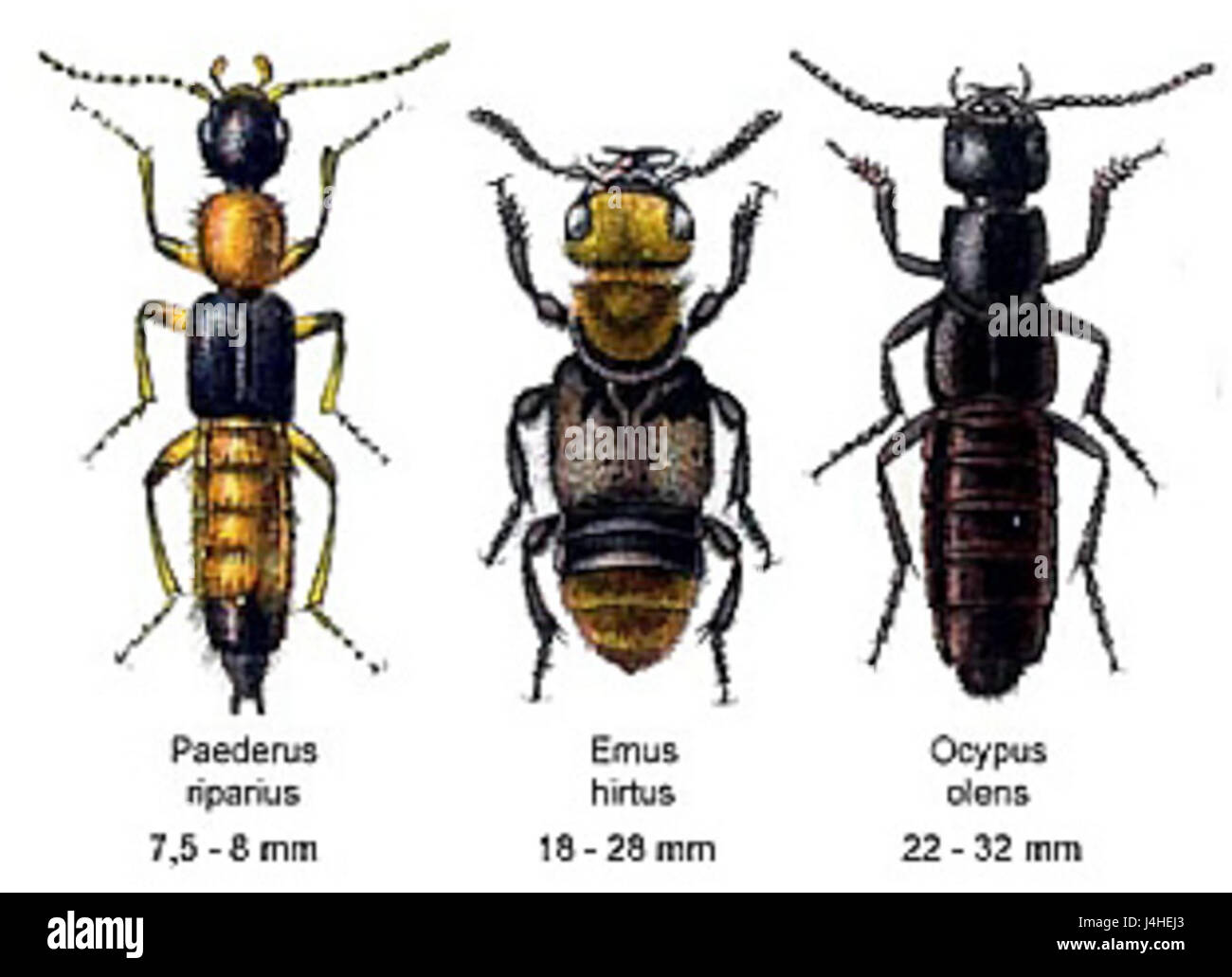 Family staphylinidae Cut Out Stock Images & Pictures - Alamy