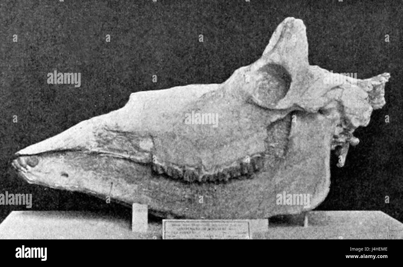 A Samotherium skull, representing an extinct genus of giraffids, is an ...