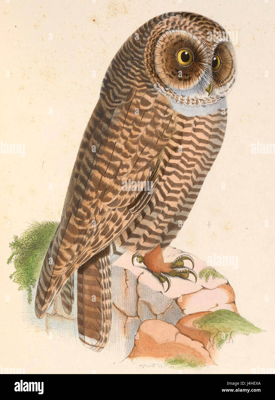 Strix Rufipes High Resolution Stock Photography and Images - Alamy